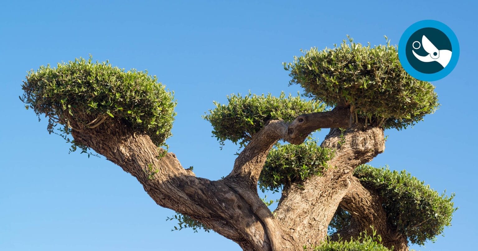 Ornamental pruning of olive trees: things you should know