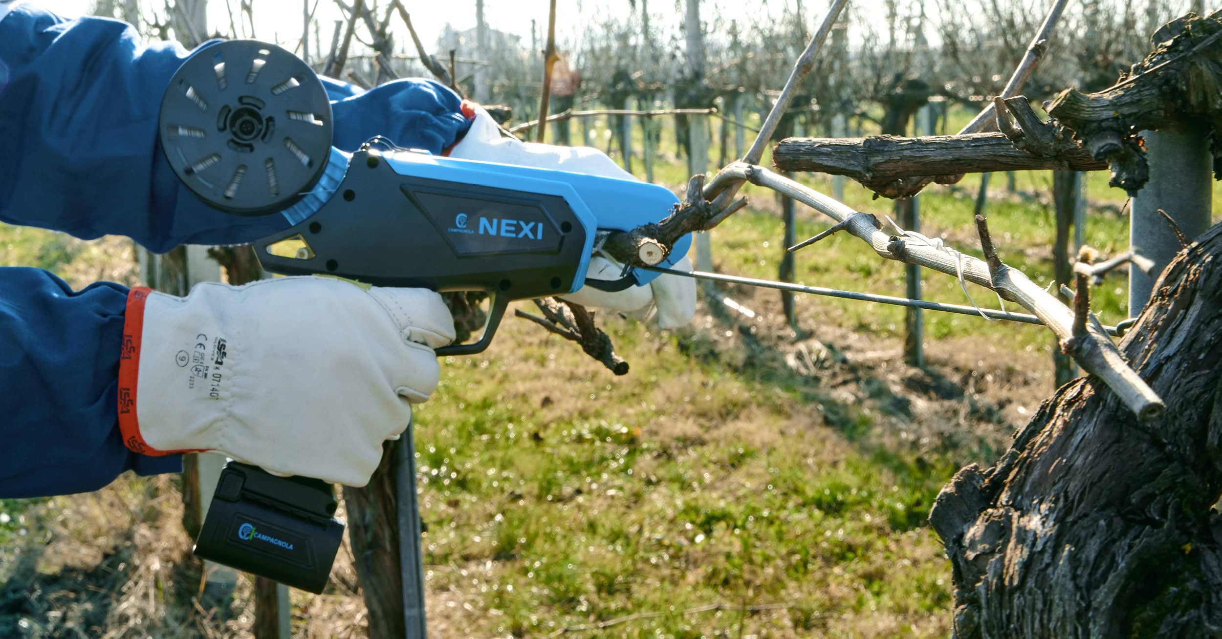 Liage à la vigne : pourquoi c'est important et comment le faire